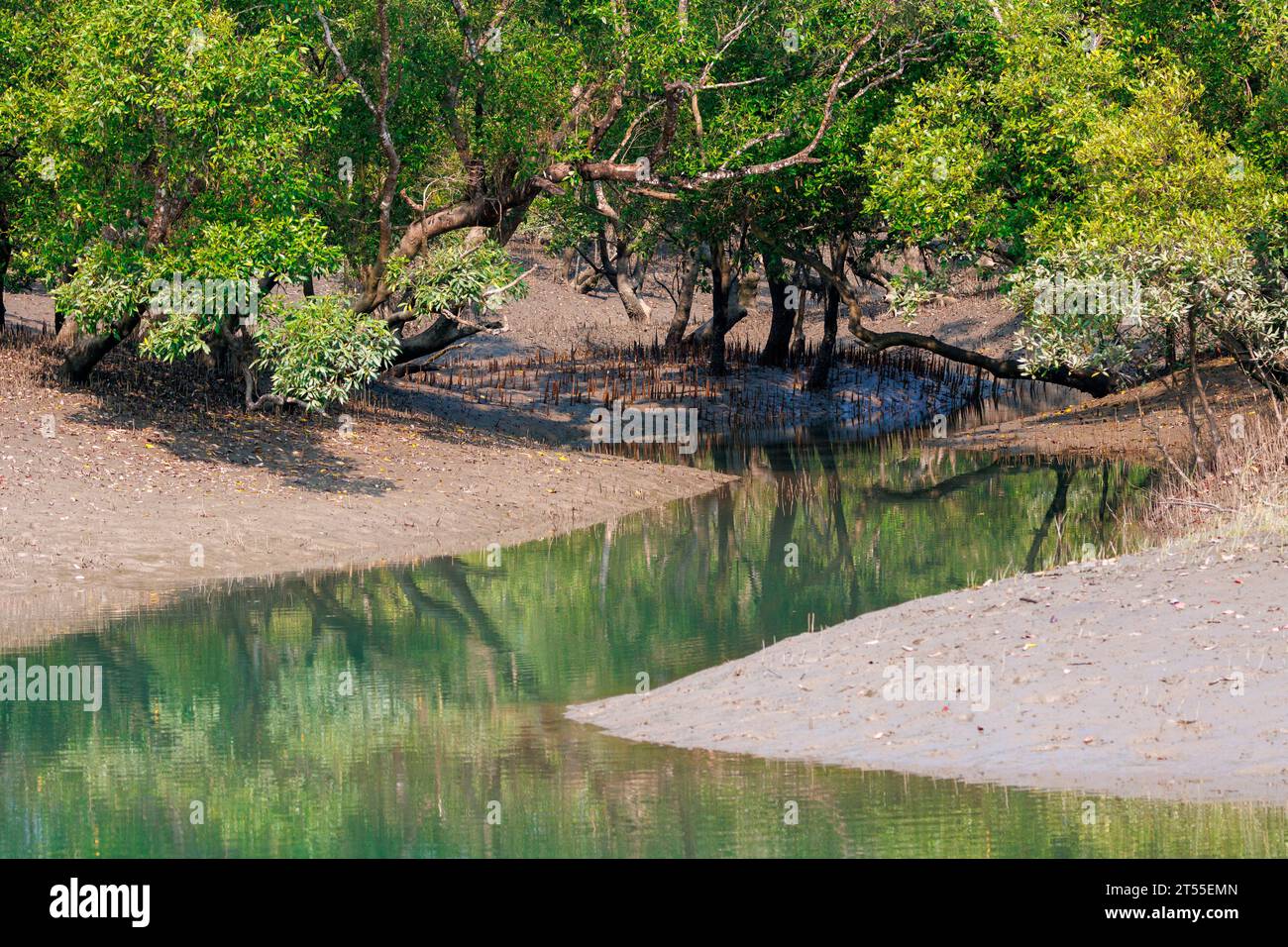 Sunderbans, low tide on an arm of the sea, Ganges Delta, Bay of Bengal ...