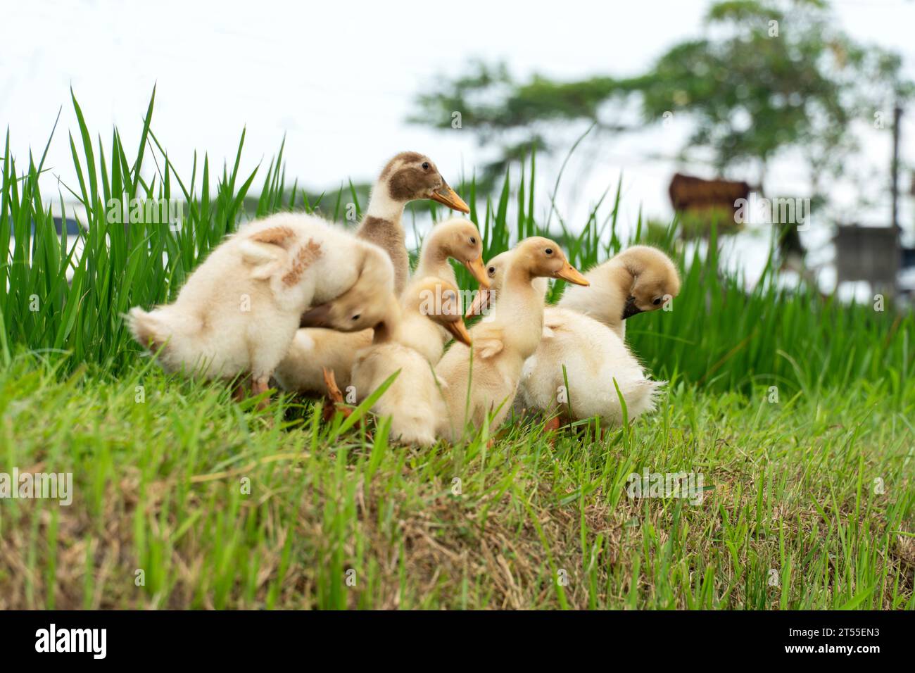 View of cute ducklings in a rice field Stock Photo - Alamy