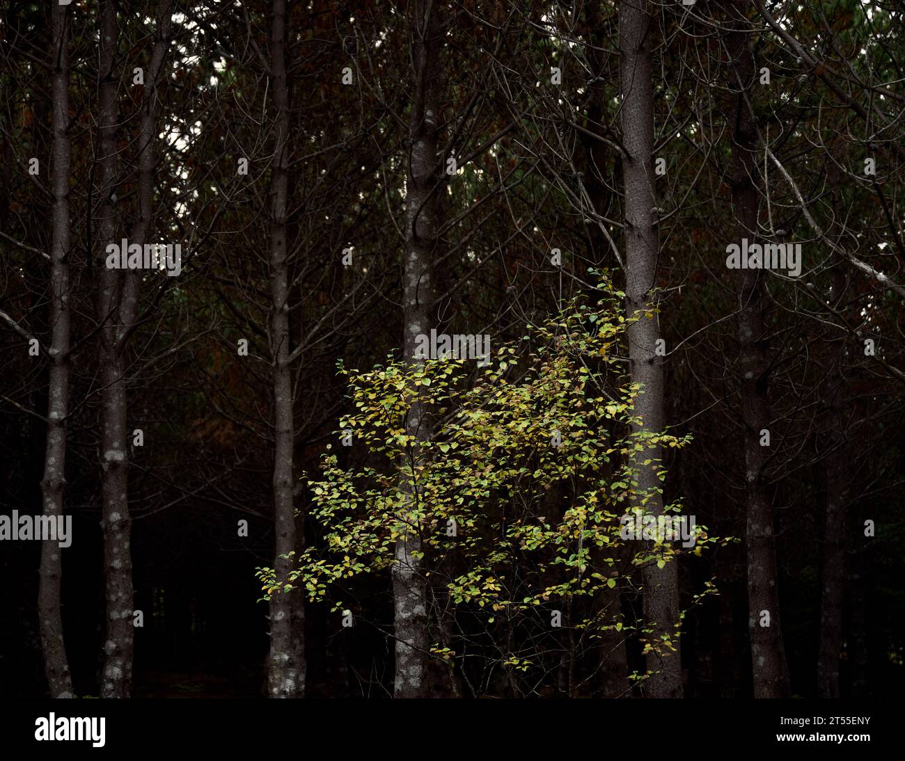 Growing in dark hi-res stock photography and images - Alamy