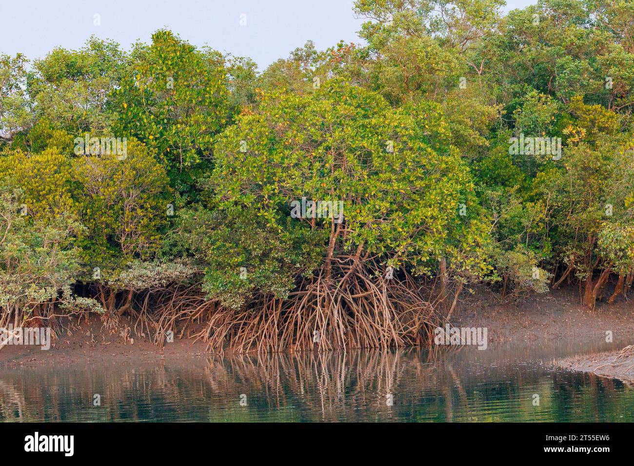 Sunderbans, low tide on an inlet, mangrove roots appearing, Ganges ...