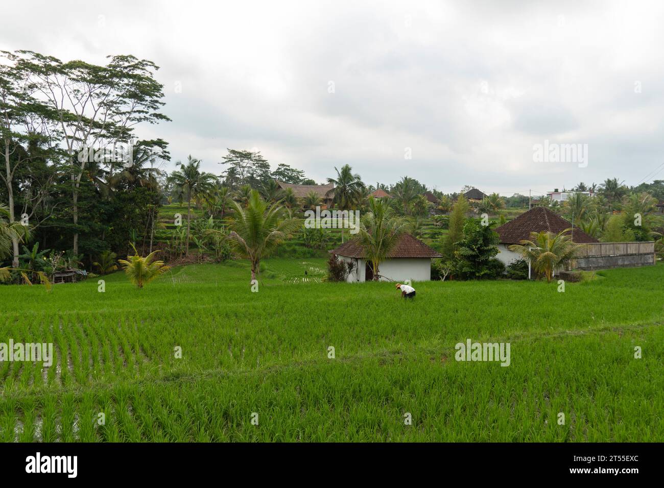 Man working agriculture asia hi-res stock photography and images - Alamy