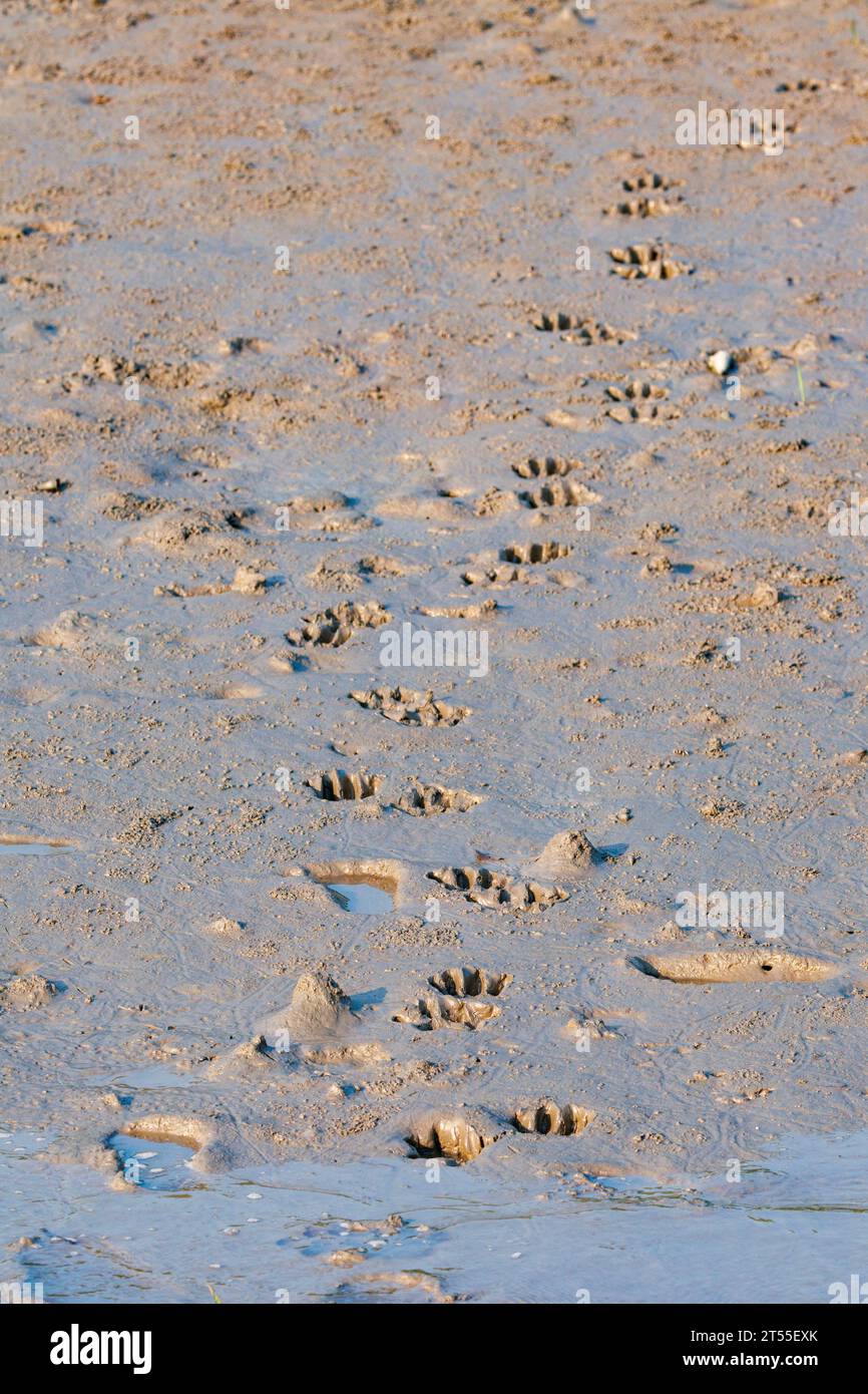 Tracks of Bengal Tiger (Panthera tigris tigris) in the mud at low tide ...