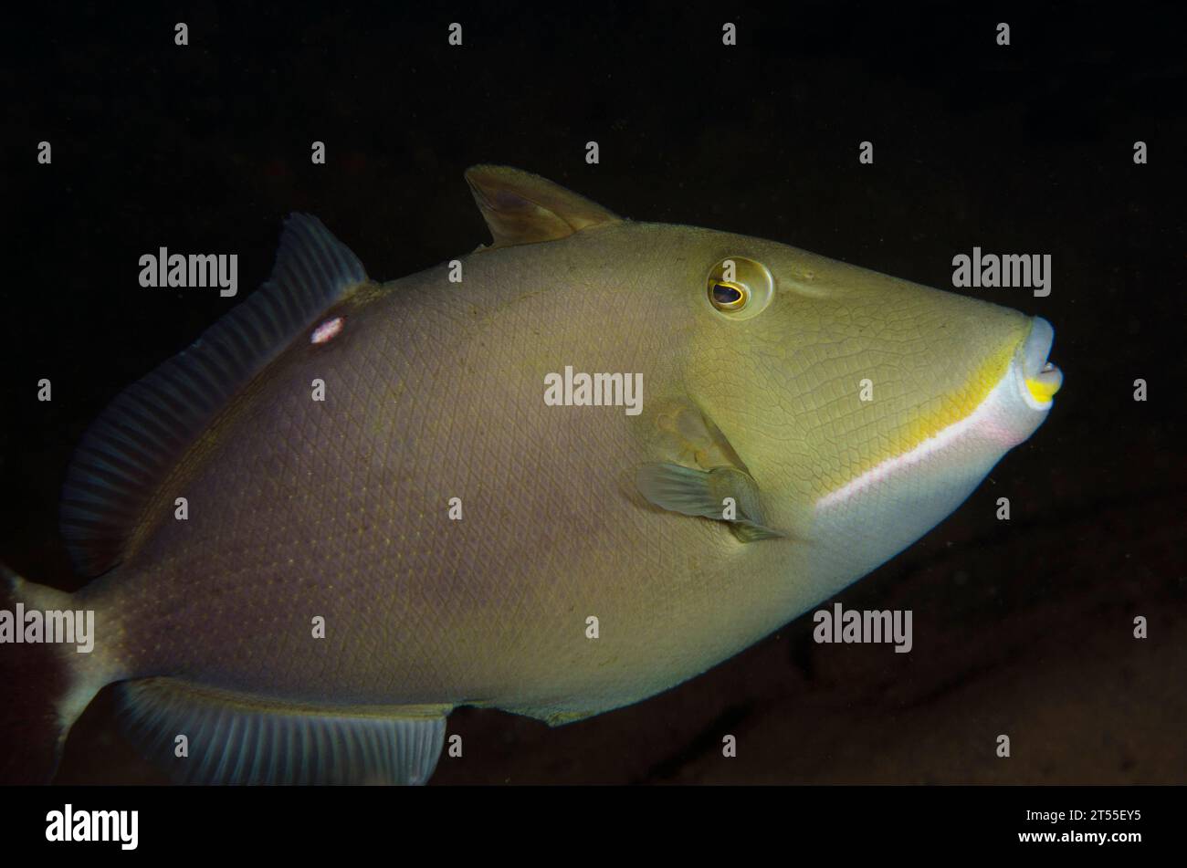 Bridled Triggerfish (Sufflamen fraenatus), Scuba Seraya house reef dive ...