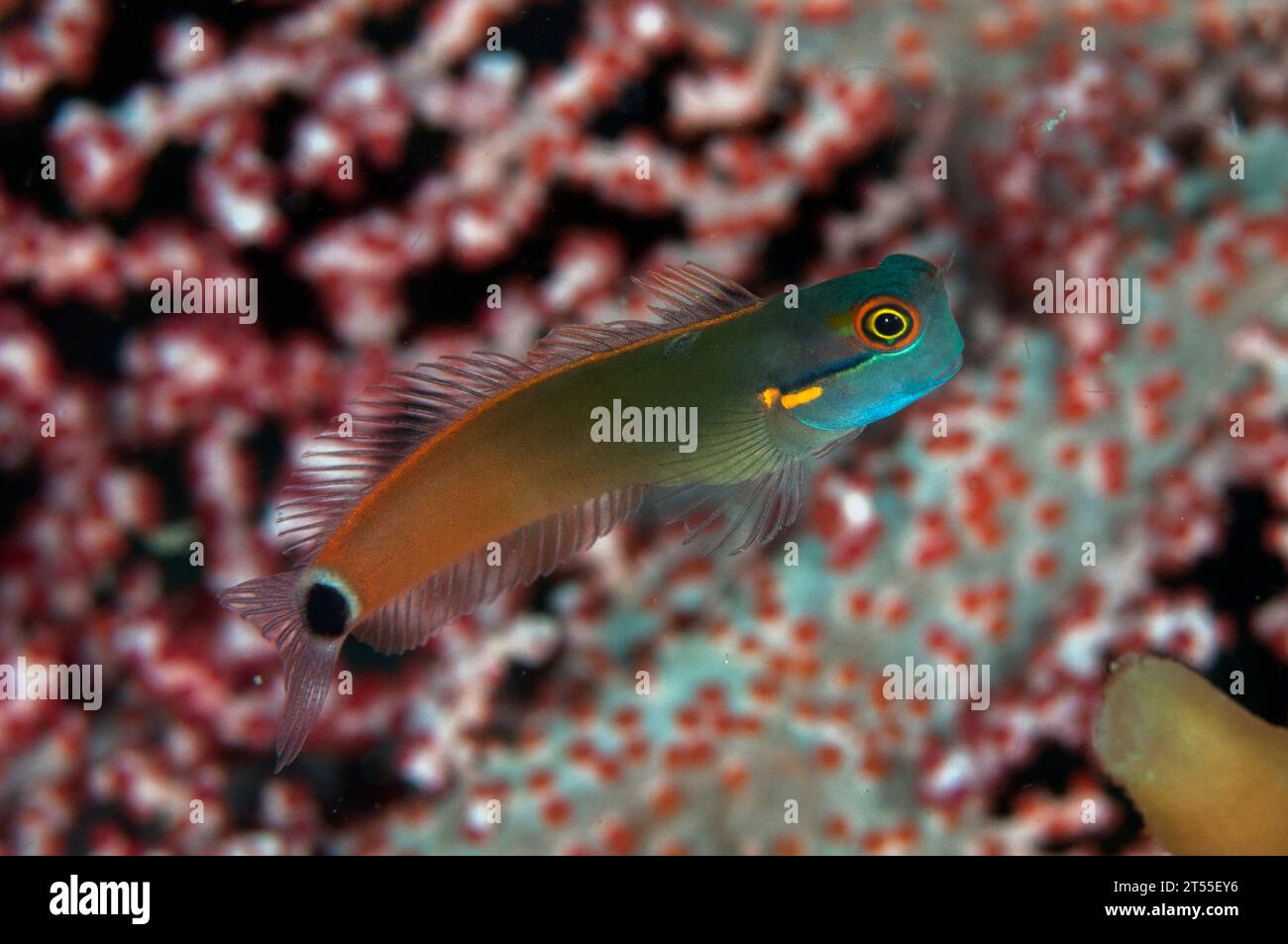 Tailspot Blenny (Ecsenius stigmatura), Mioskon dive site, Dampier ...