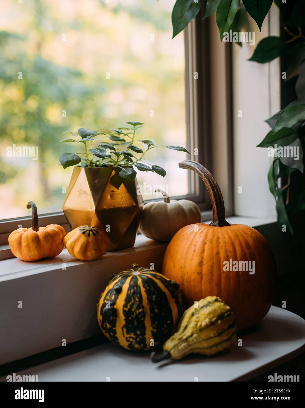 Casual pumpkin decor indoors on window sill during autumn Stock Photo ...