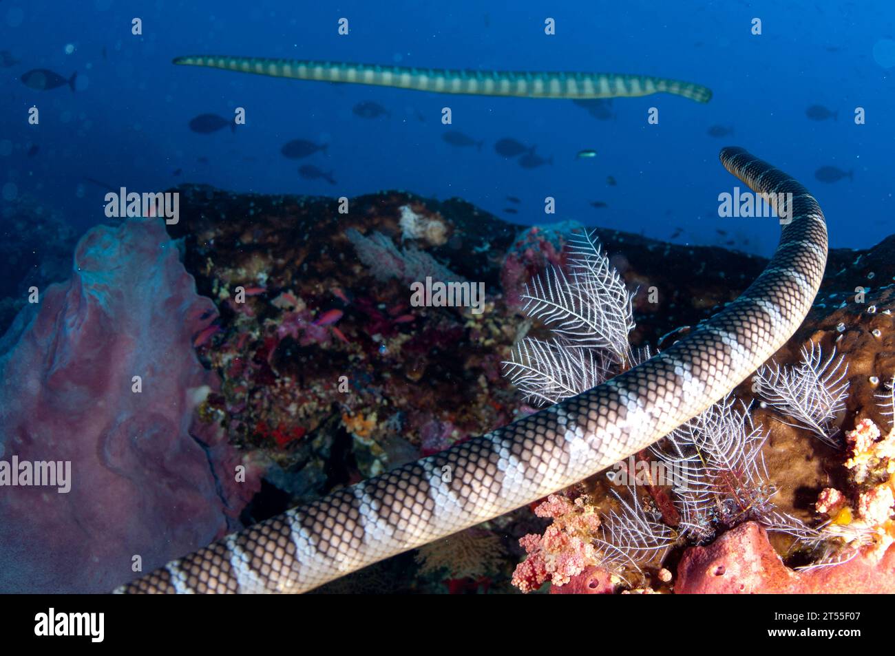 Pair of Chinese Sea Snakes (Laticauda semifasciata) swimming, Snake ...