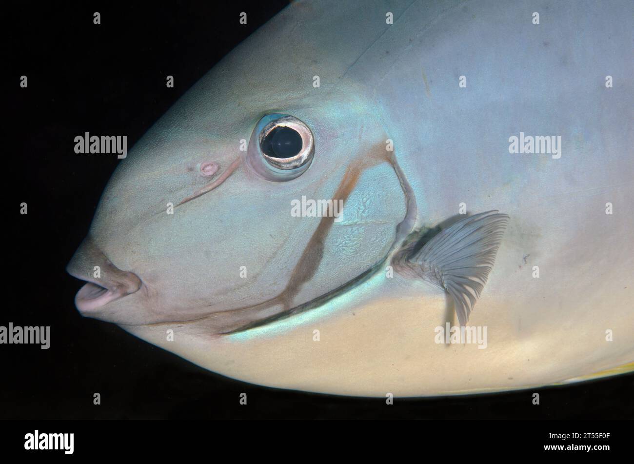 Sleek Unicornfish (Naso hexacanthus), Dropoff dive site, Seraya ...