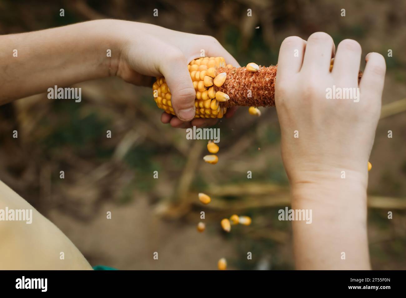 Child holding corn kernels hi-res stock photography and images - Alamy