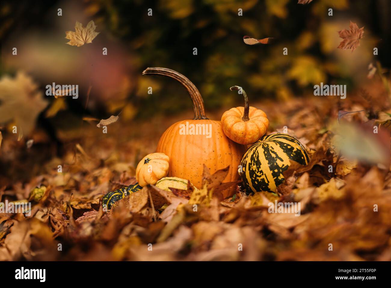 Group of pumpkins in fall leaves with autumn leaves falling down Stock ...