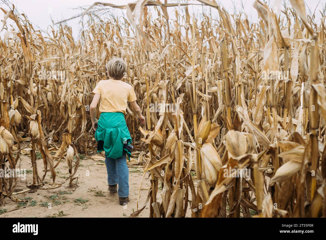 Children corn maze hi-res stock photography and images - Alamy