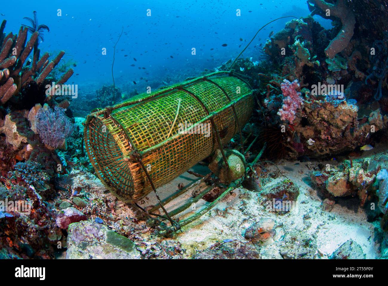 Fish trap basket, Boardroom dive site, Pura Island, near Alor, Banda ...