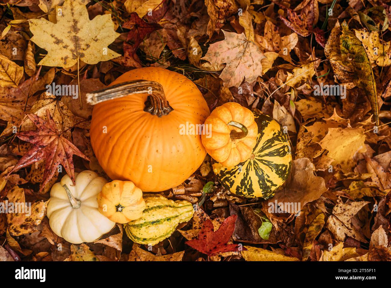 Group of pumpkins in fall leaves during autumn Stock Photo - Alamy