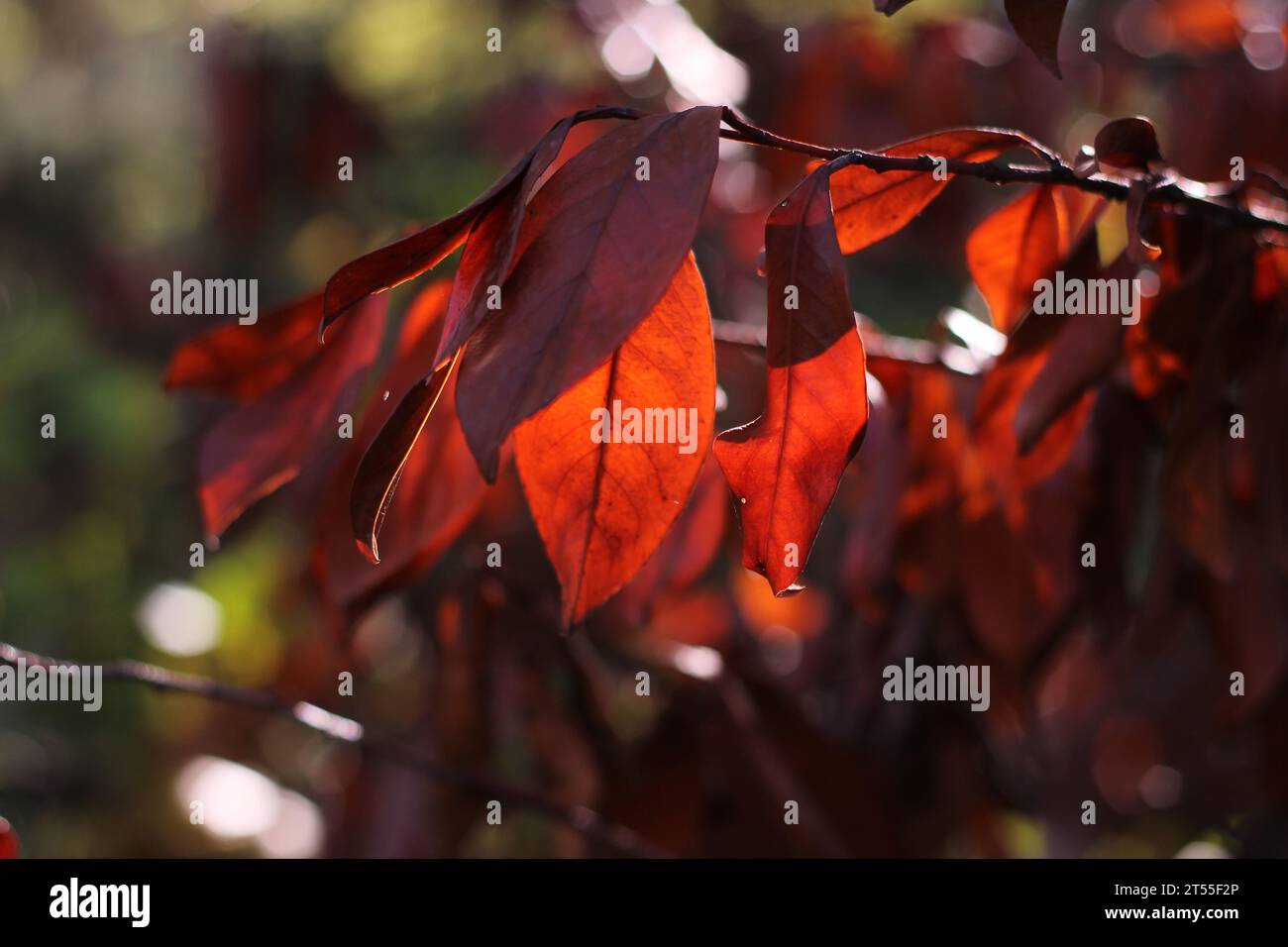 A mature tree is shown in its autumn colors, the leaves having ...