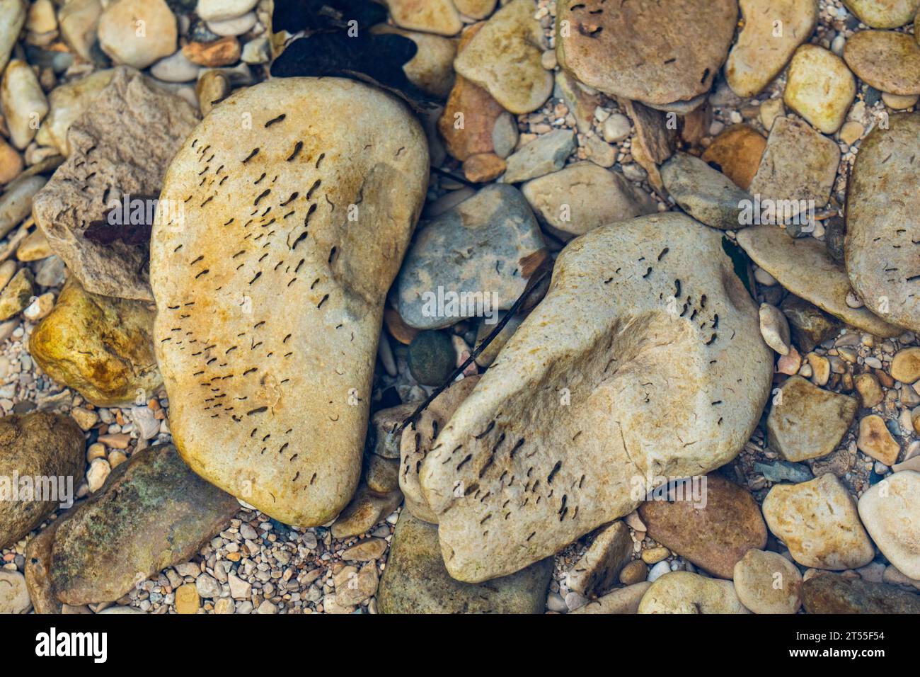 Simuliid fly larvae (Diptera Simuliidae) clinging to a rock in the ...