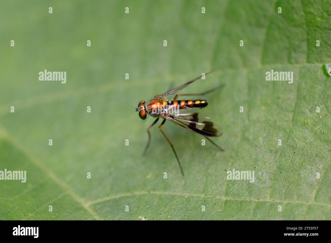 Longlegged Fly (Condylostylus sp) with a metallic sheen and spotted ...