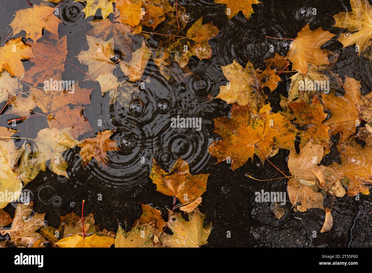 Puddle leaves hi-res stock photography and images - Alamy