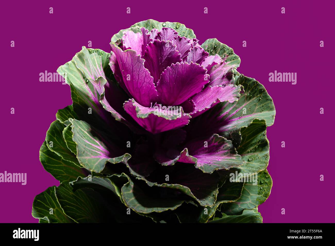 Cabbage flower hi-res stock photography and images - Alamy