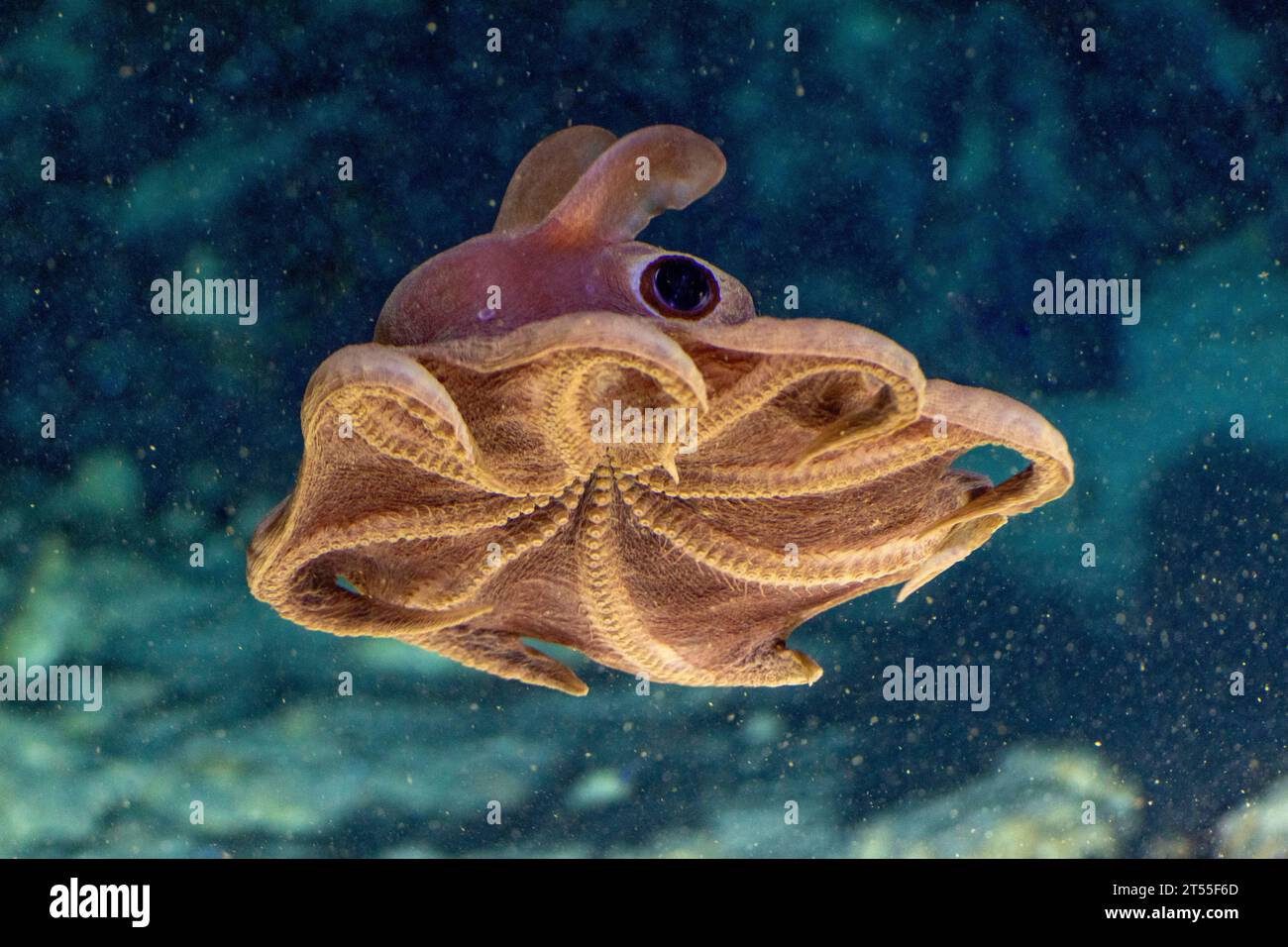 Dumbo octopus (Opisthoteuthis agassizii) swimming at a depth of 700 m ...