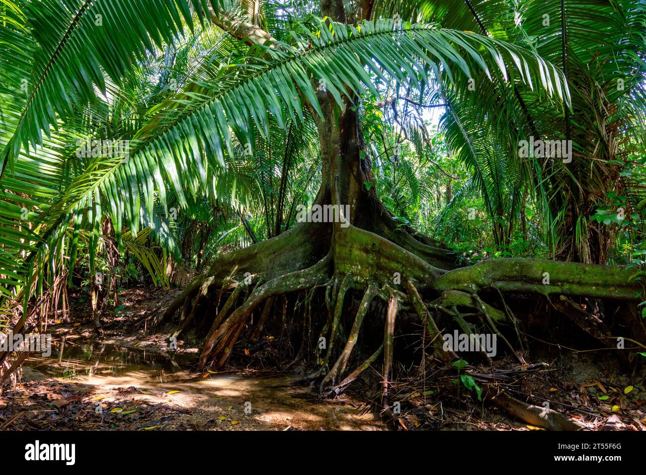 Edge of a small tropical stream bordered by a stilt-rooted tree and ...