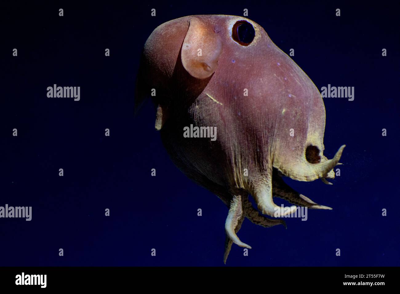 Dumbo octopus (Opisthoteuthis agassizii) swimming at a depth of 700 m ...