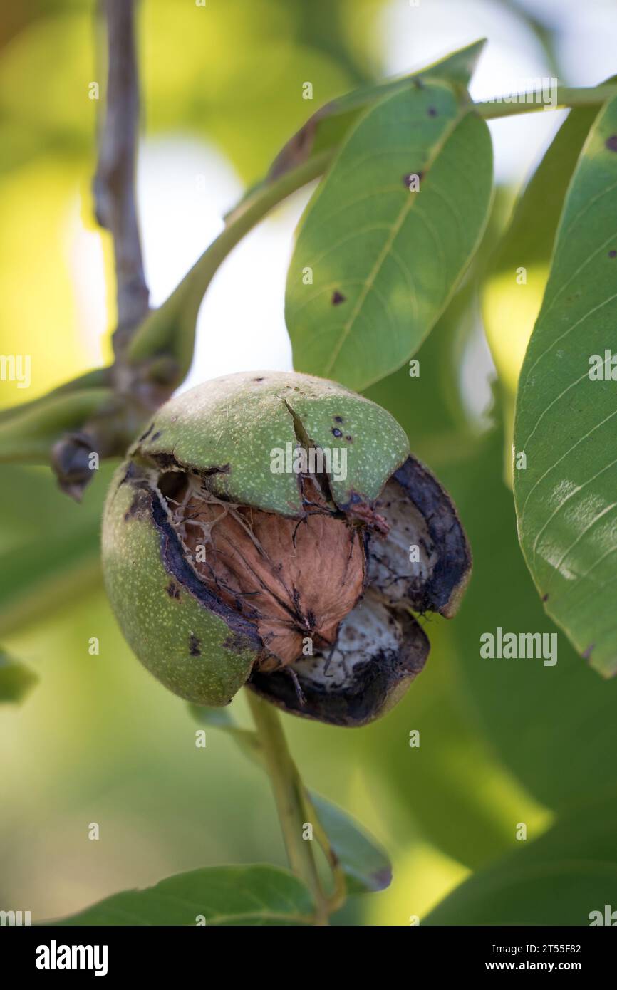 Walnut garden hi-res stock photography and images - Alamy