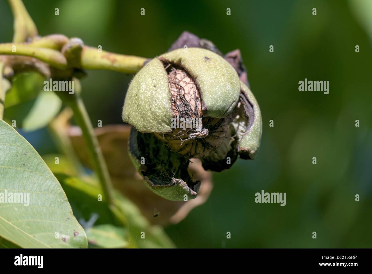 Walnut garden hi-res stock photography and images - Alamy
