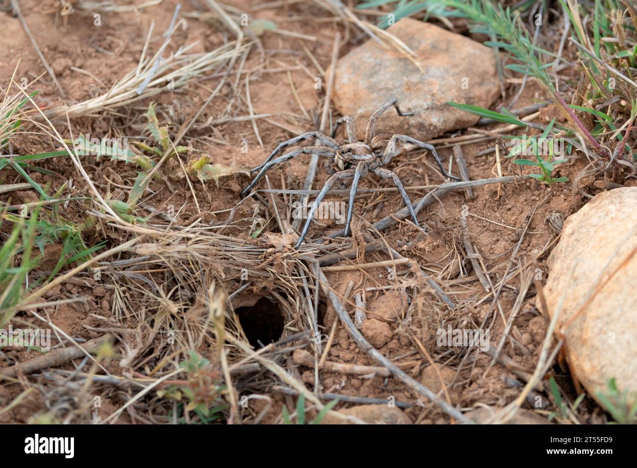 Tarantula Wolf Spider (Lycosa tarantula) next to the entrance to its ...