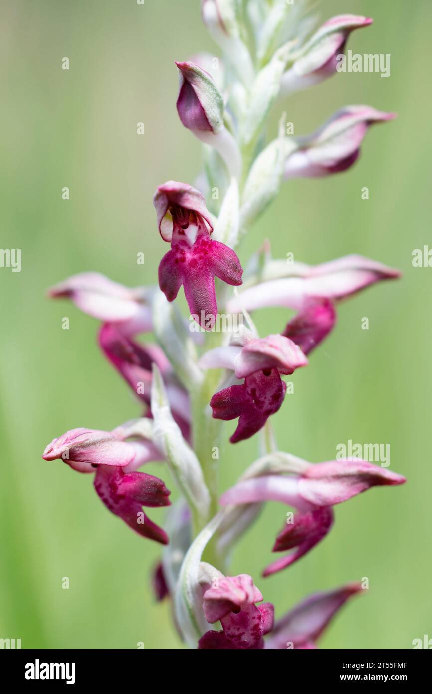 Fragrant Orchid (Anacamptis fragrans), Forcalquier, Provence, France ...