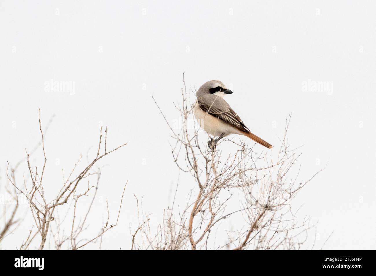 Red-tailed Shrike (Lanius phoenicuroides karelini) on a branch ...