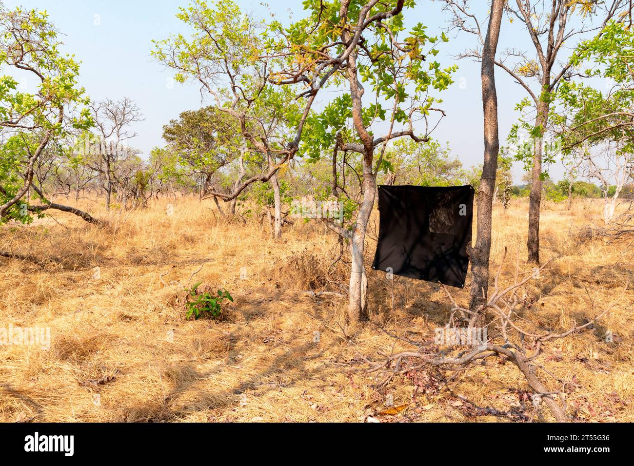 Tse tse fly trap, the black color attracts insects, Kafue natioinal ...