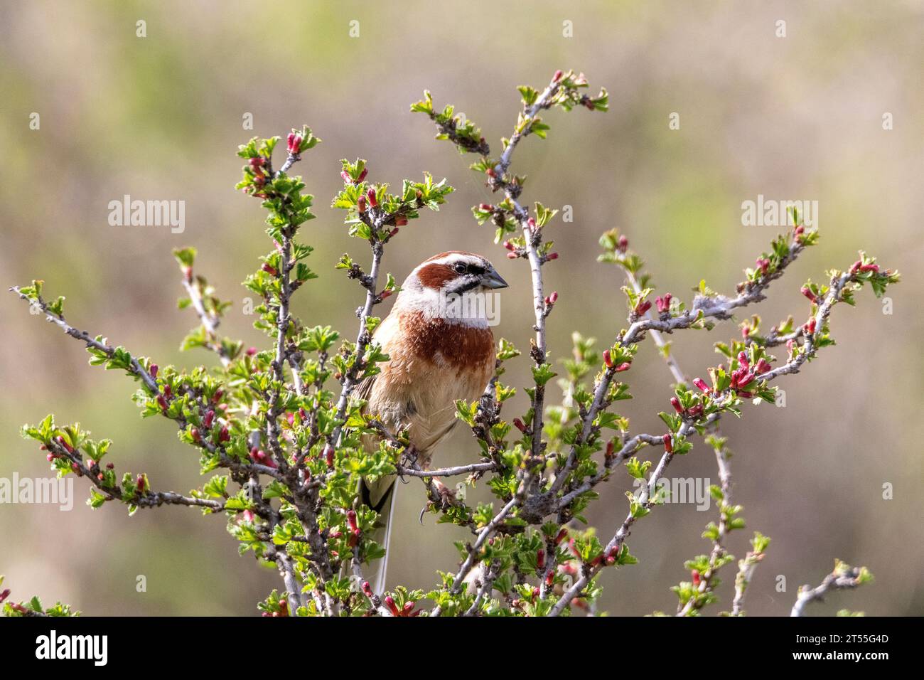 Meadow bunting (Emberiza cioides) on a branch, Toktogul, Jalal-Abad ...