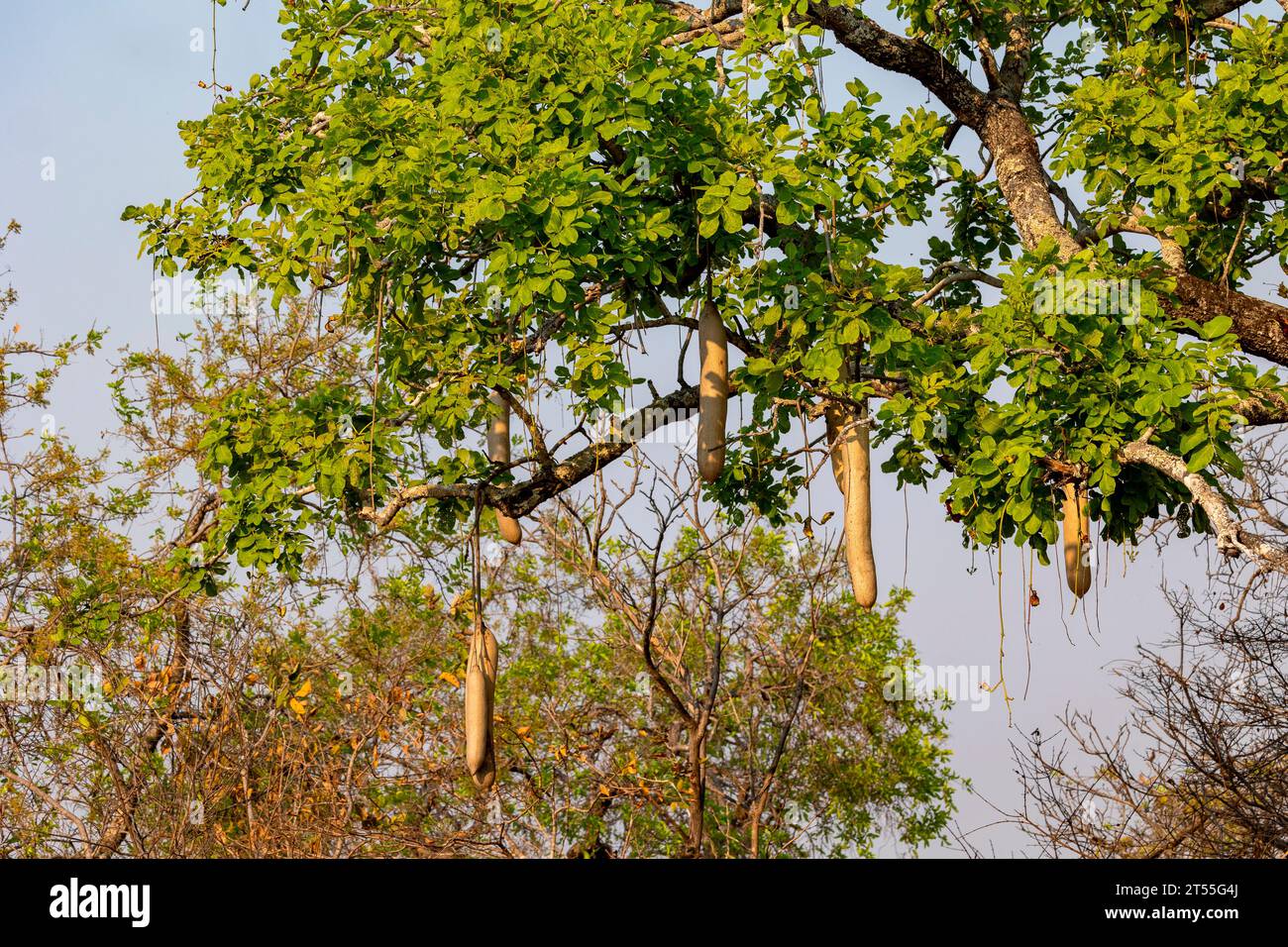Sausage tree (Kigelia africana), fruits, Kafue national Park, Zambia ...