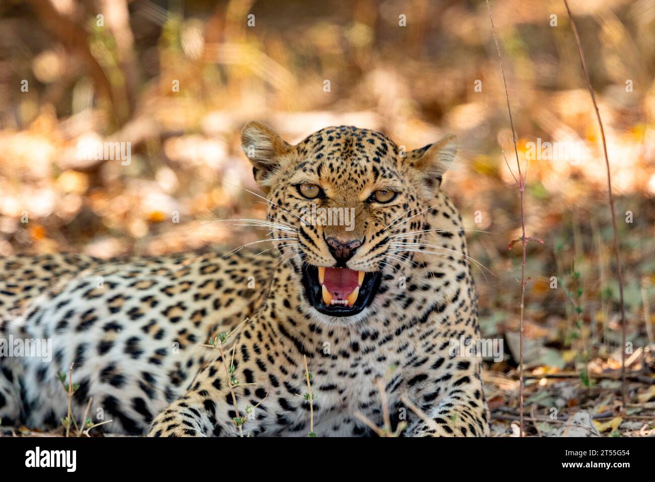 Leopard (Panthera pardus pardus), leopard resting on the ground, South ...
