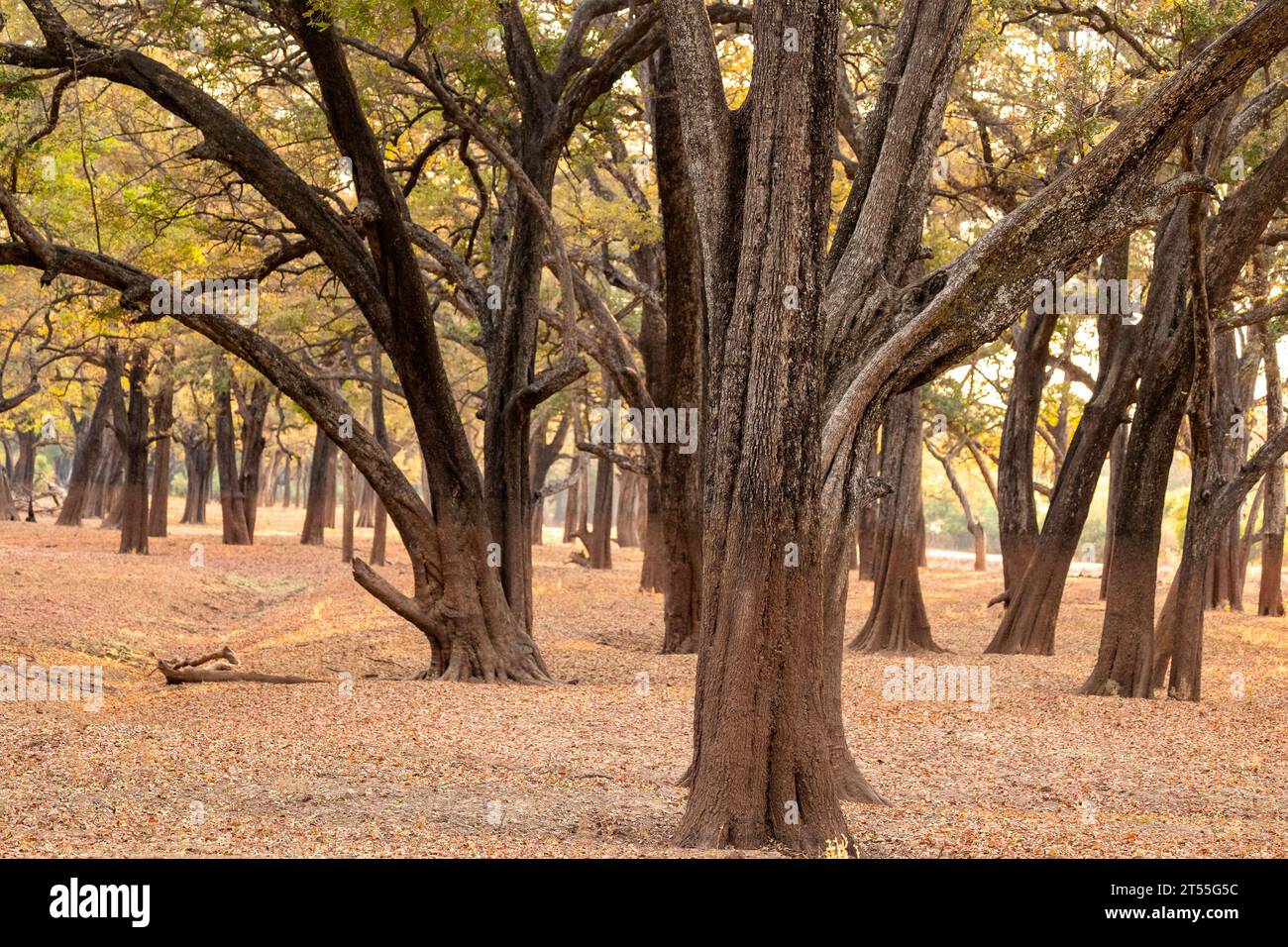 Ebony grove, jackalberry (also known as African ebony (Diospyros ...