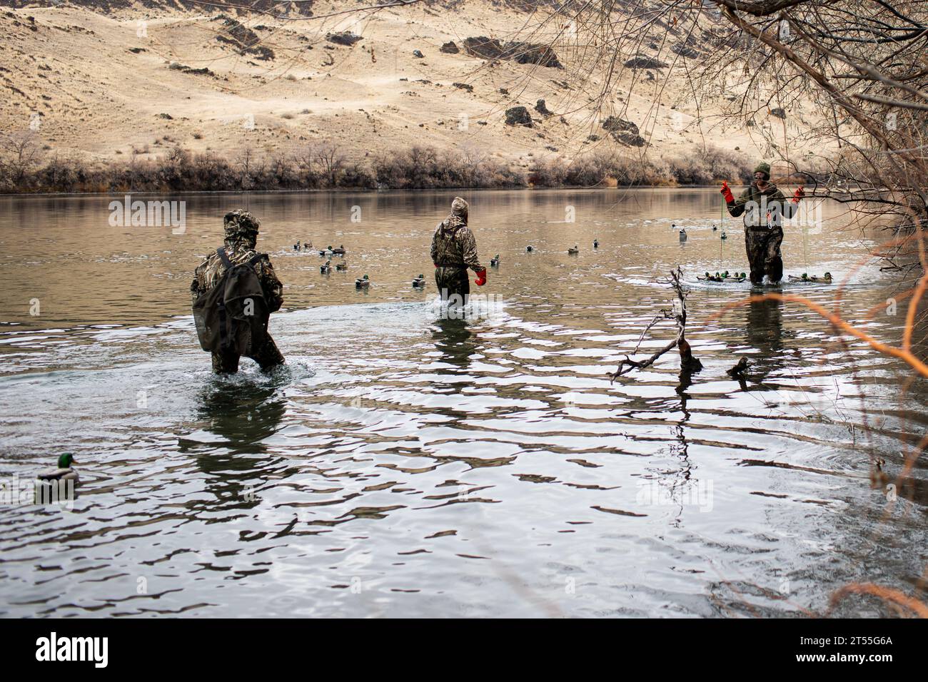 Decoy retrieval hi-res stock photography and images - Alamy