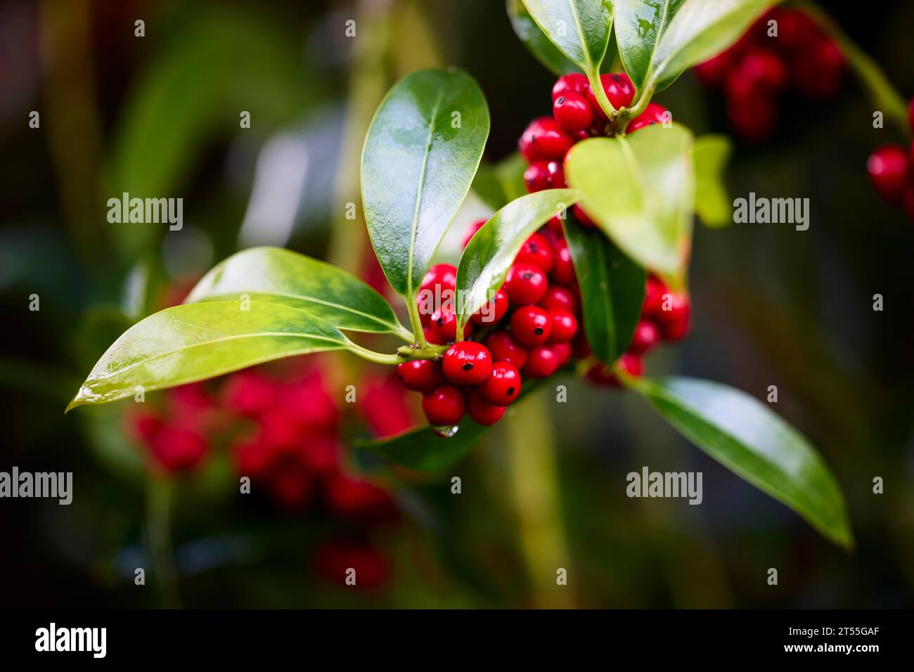 Holly green alaska hi-res stock photography and images - Alamy
