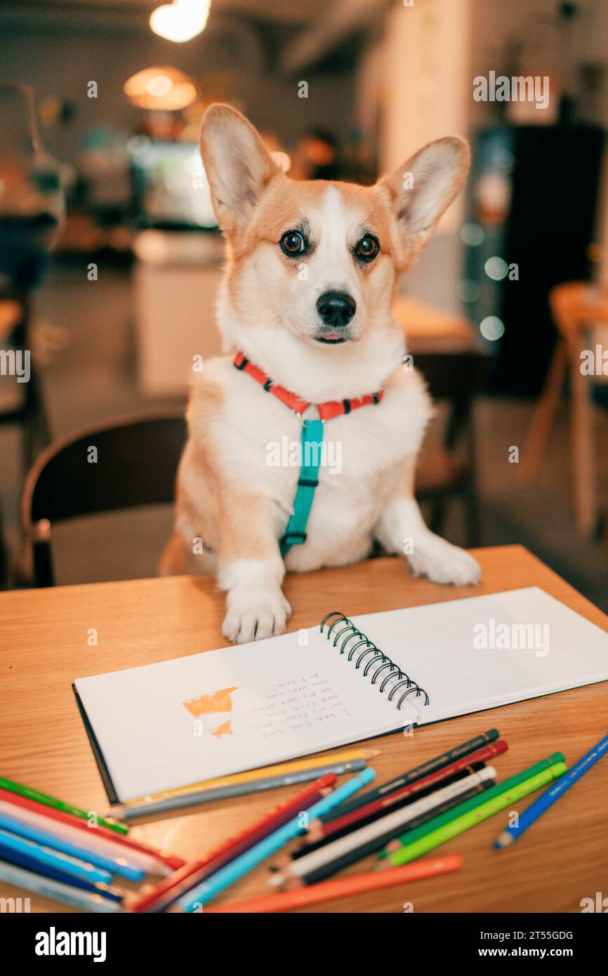 Corgi dog draws pictures with pencils in a cafe Stock Photo - Alamy