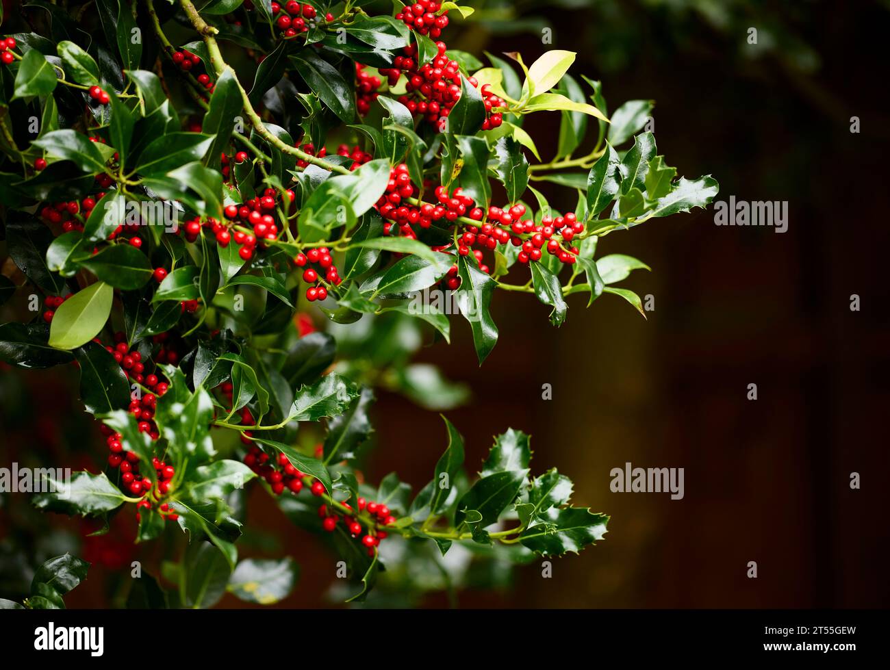 Red berries on a Holly bush Stock Photo - Alamy