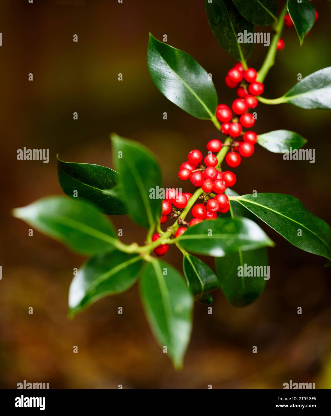 Holly green alaska hi-res stock photography and images - Alamy