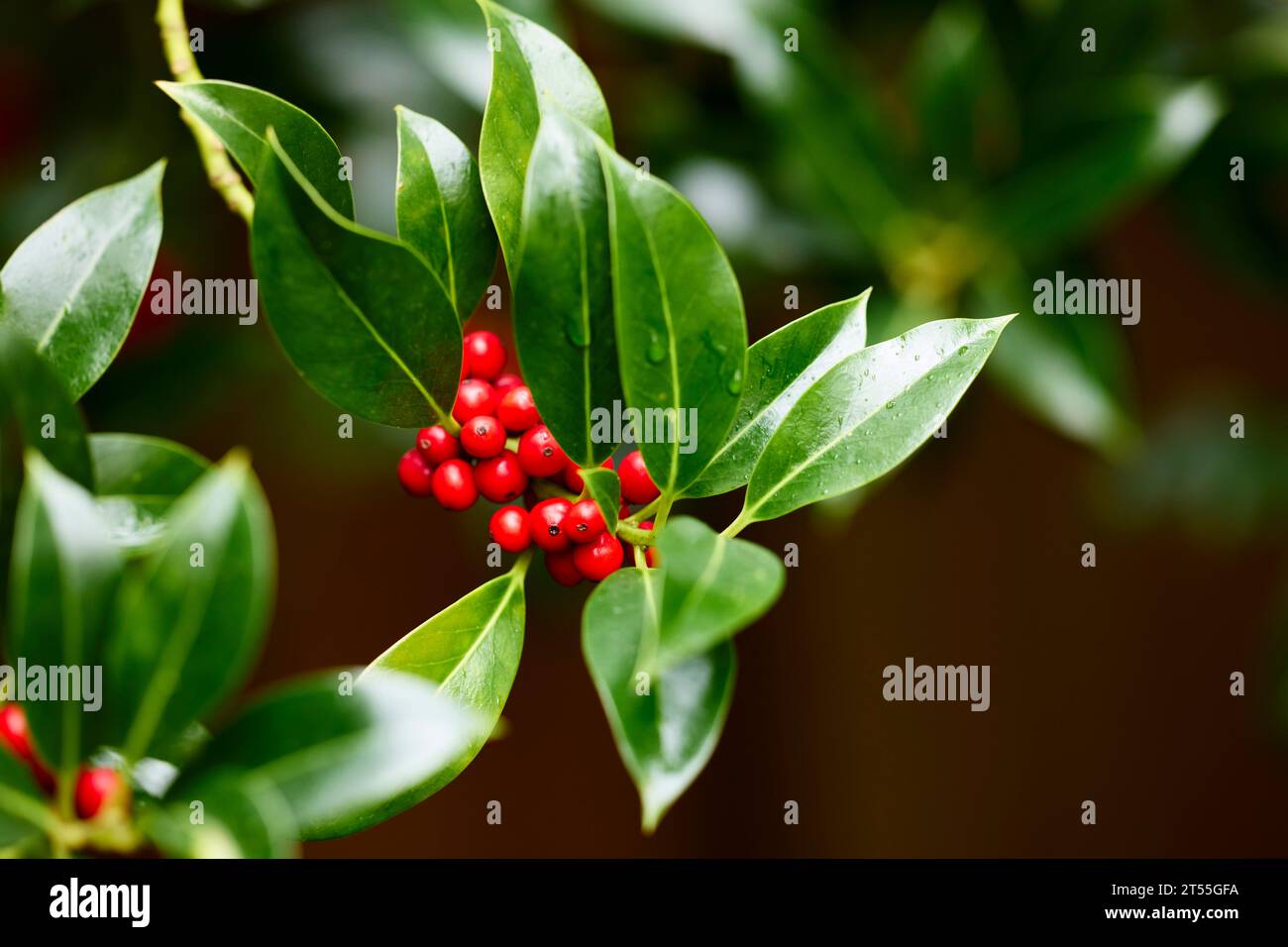 Red berries on a Holly bush Stock Photo - Alamy