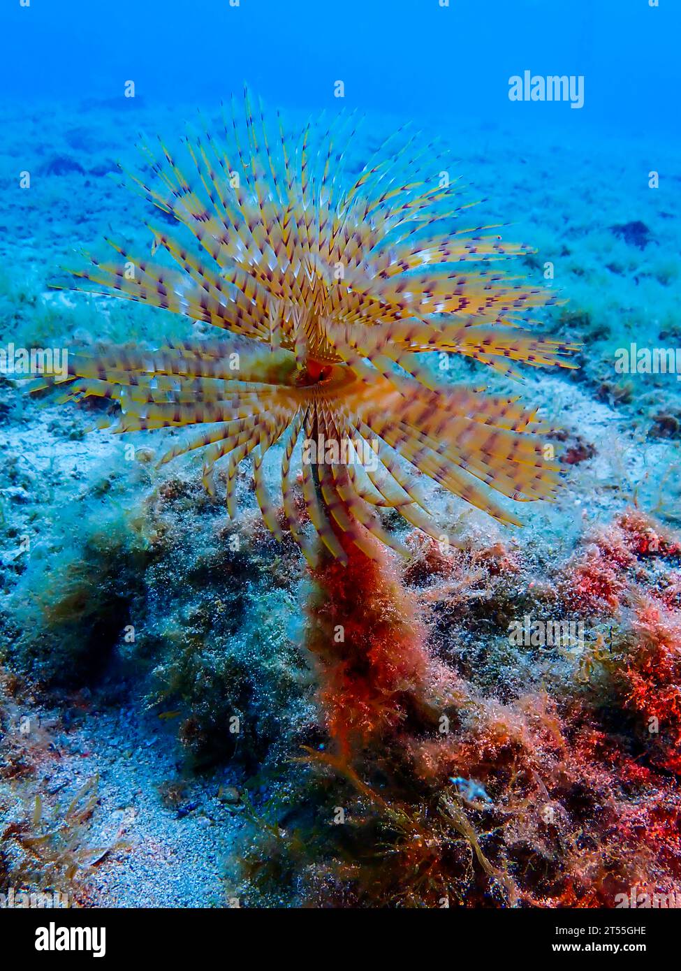 Tube Worm (Protula sp), Lion de mer diving site, Saint-Raphaël, Var ...