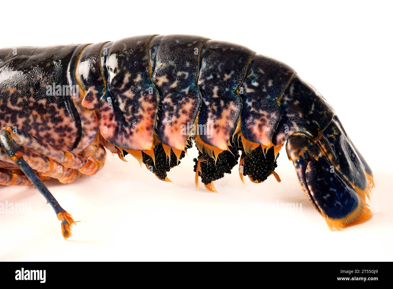 European lobster (Homarus gammarus) eggs on female on white background ...