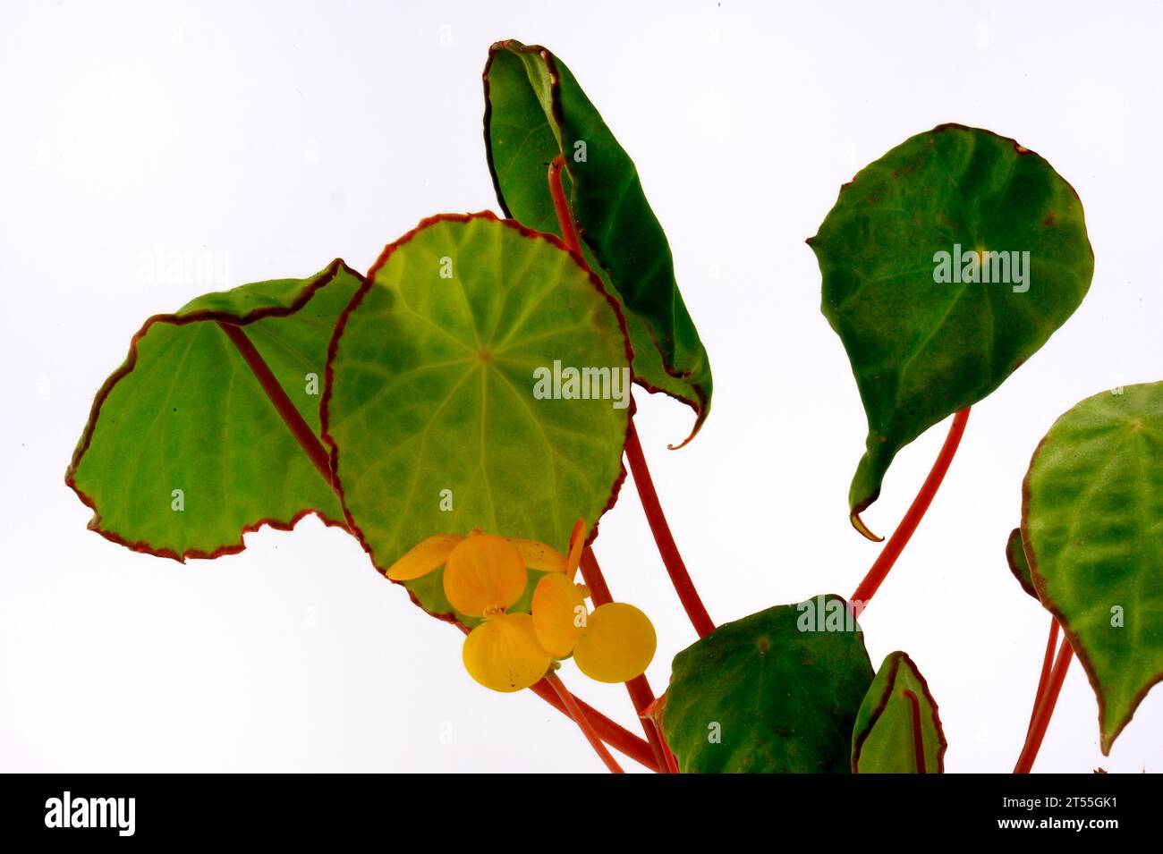 Begonia (Begonia scapigera) discovered around 1860 in West Africa ...