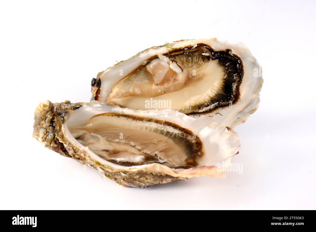 Open oyster (Ostrea sp) on white background Stock Photo - Alamy