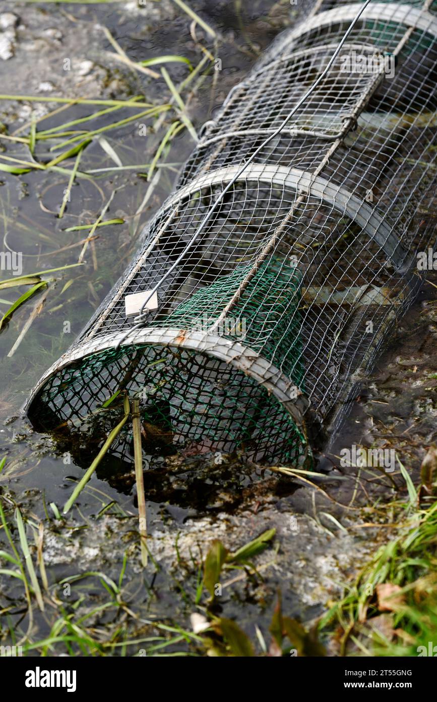 At a frog rancher in April, pond, trap for catching Common Frogs (Rana ...