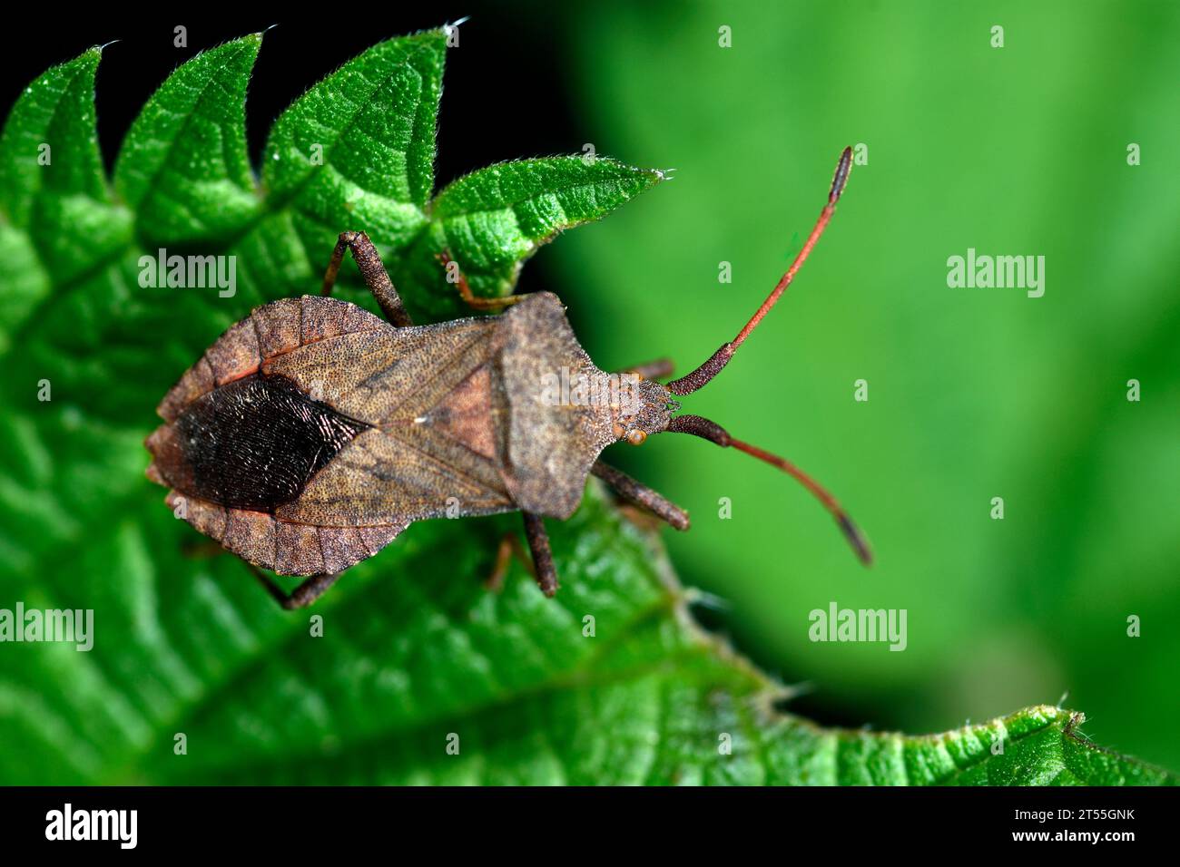 Dock Bug (Coreus marginatus), bug in garden, Belfort, Territoire de ...