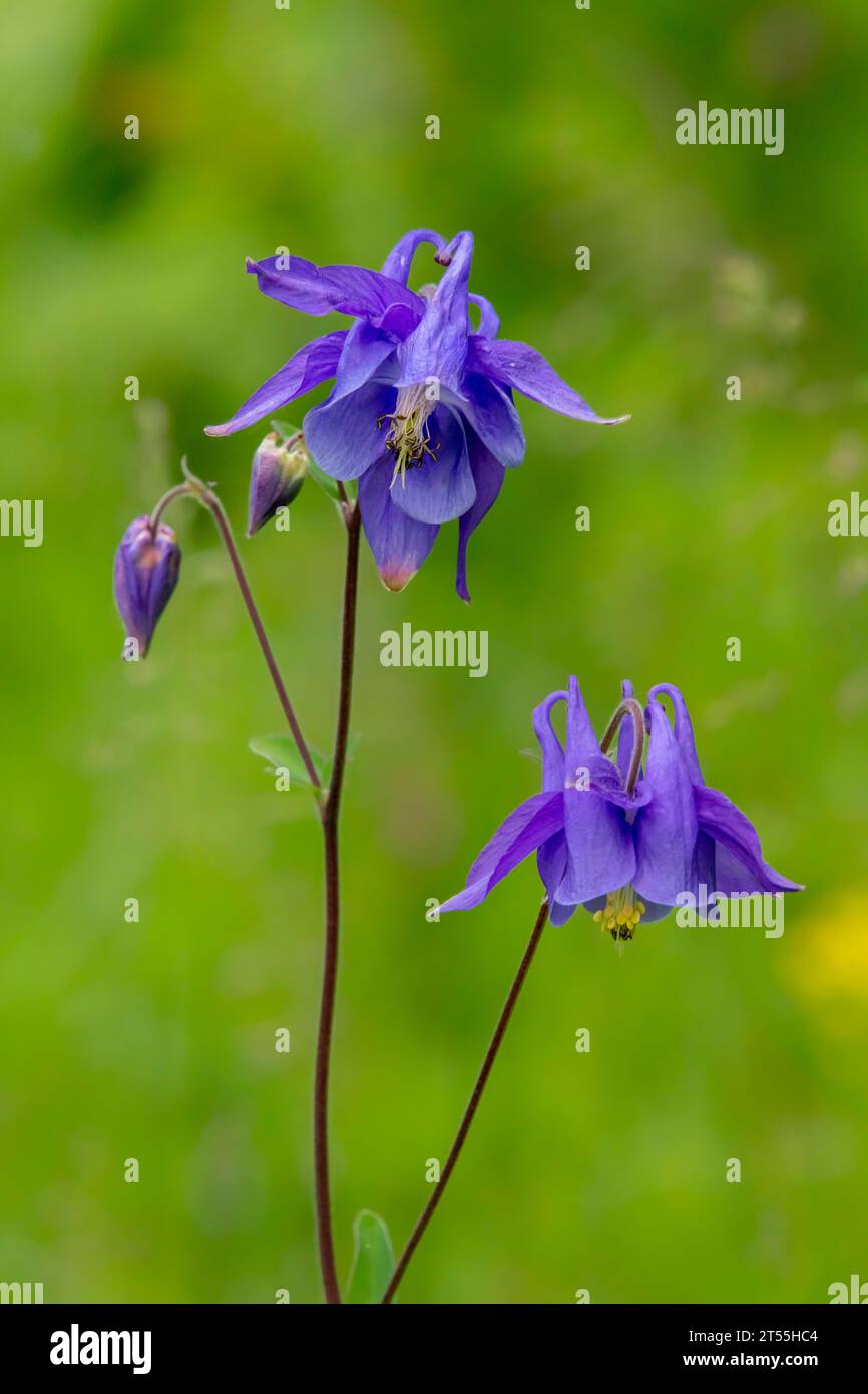 European columbine (Aquilegia vulgaris) detail of the flowers of a ...
