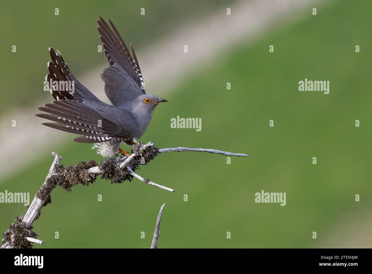 Cuckoo (Cuculus canorus) on a dead tree, Alps, canton of Fribourg ...