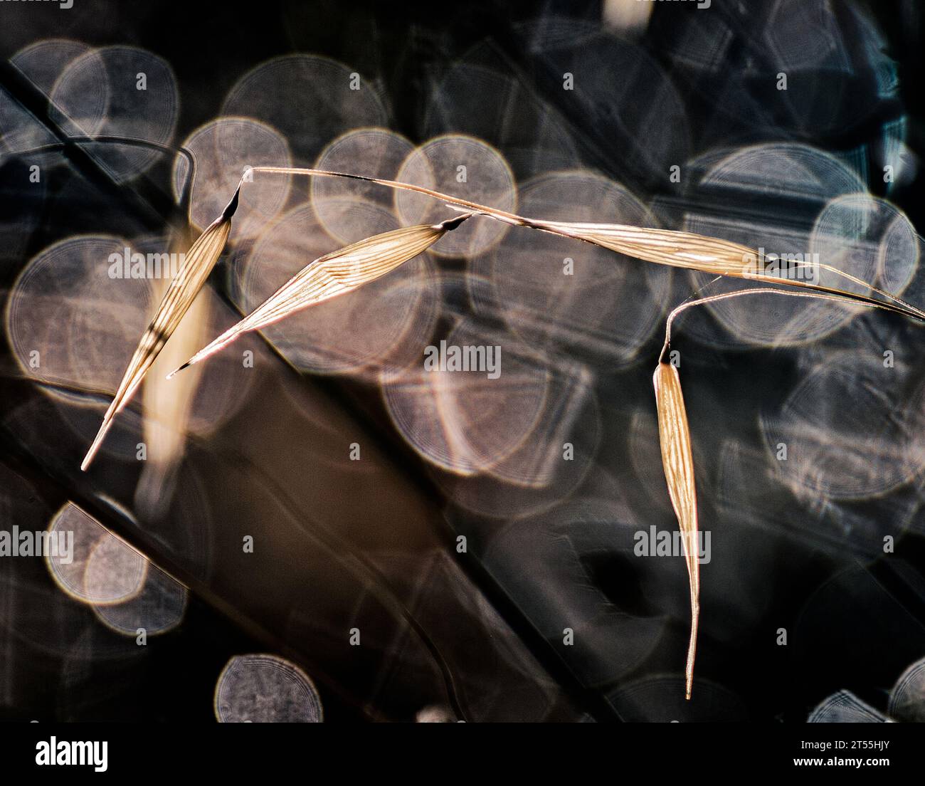 blades of wild grain with morning dew in Alhambra Stock Photo - Alamy
