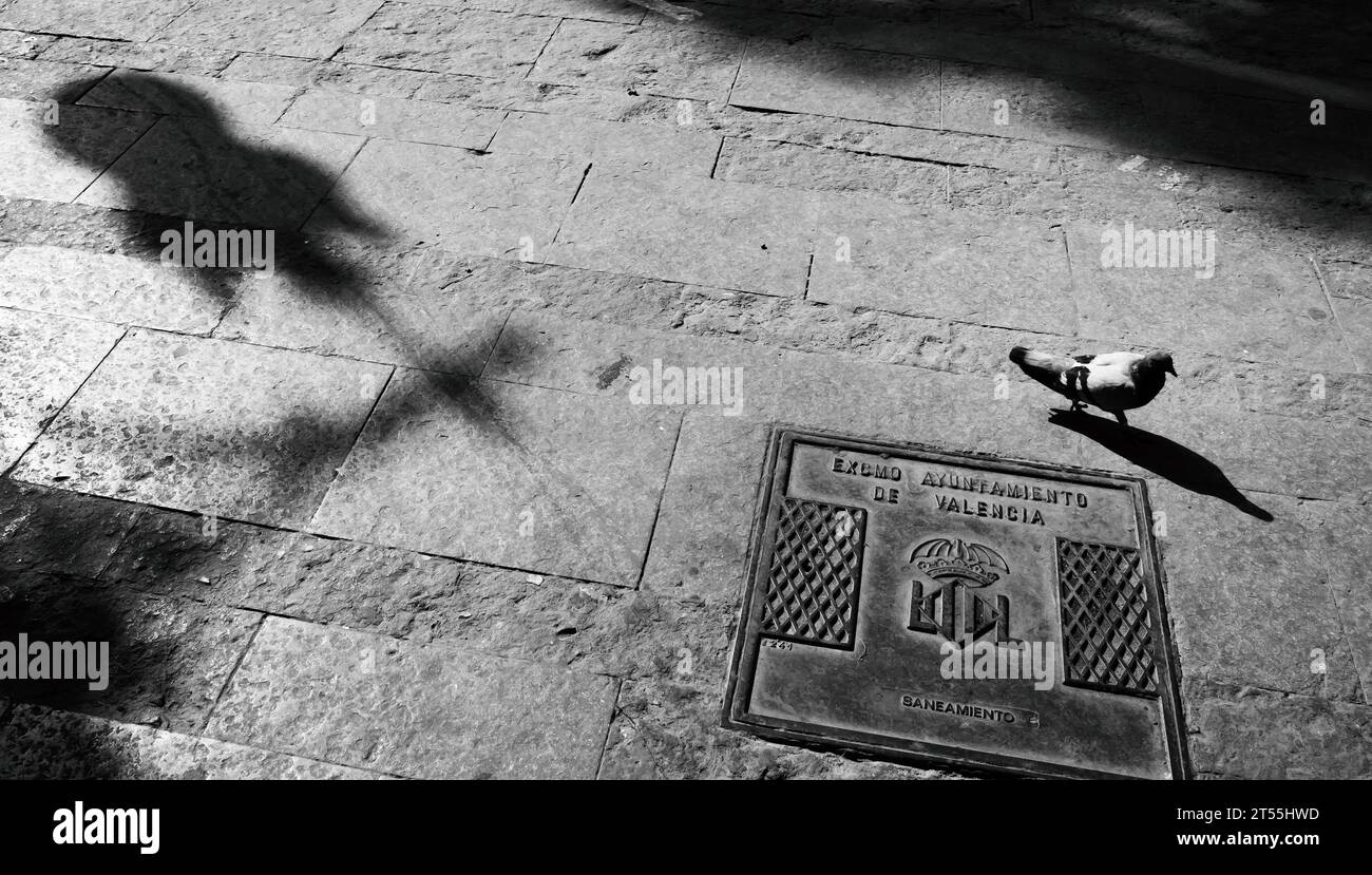 pigeon on the ground of Valencia Stock Photo - Alamy